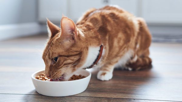 Cat Food Recall 2019: Nestle Recalls Cat Food Because it Contains Rubber