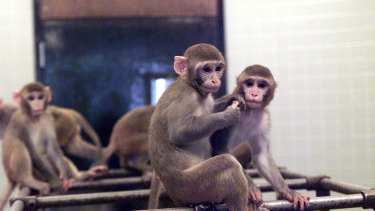 Cure for HIV/AIDS: Scientists Cure HIV in Monkeys, Human Trials to ...