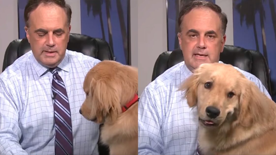 Dog Interrupts Live Weather Forecast - Sits On News Anchor's Lap During ... Dog Interrupts Live Weather Forecast - Sits On News Anchor's Lap During ...