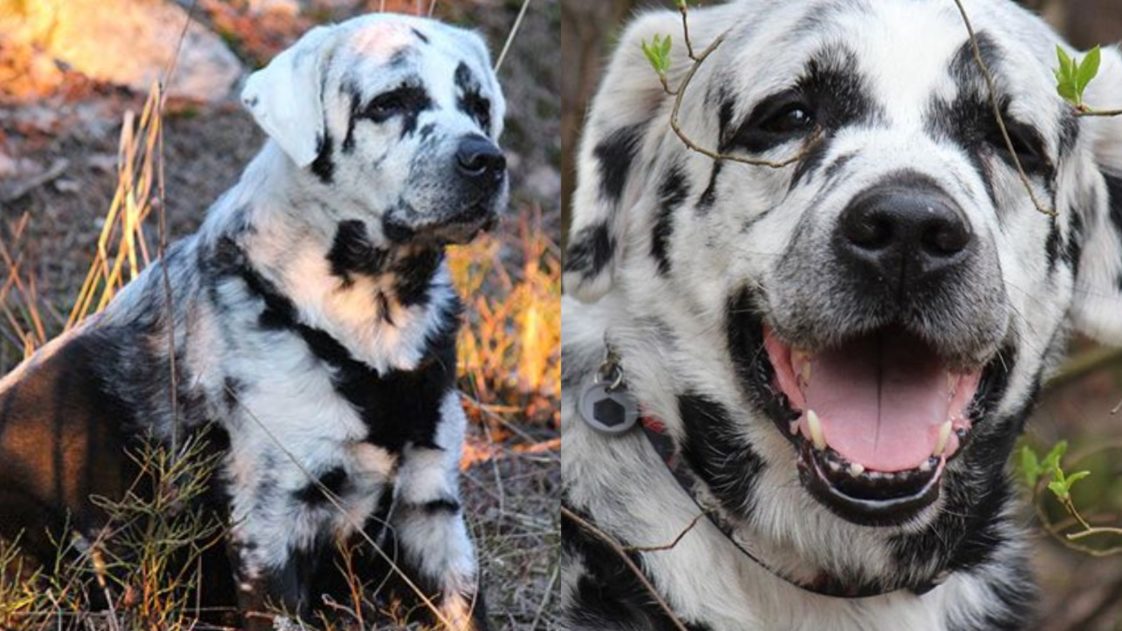 Lucifer Season 5 Spoilers Leak Ahead of Release Date, Major death ...