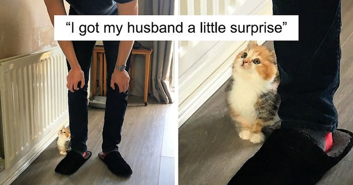 Pets Gazing Into Hooman's Soul Are Warming Everyone’s Hearts