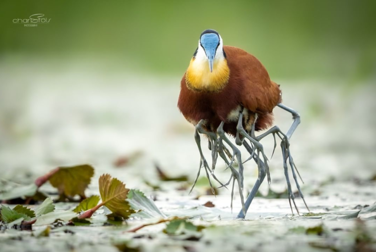 30+ Pictures Which Prove That Sometimes Your Brain And Eyes Can Lie