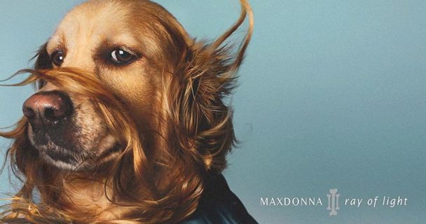 Madonna's Iconic Photos Recreated - By A Dog