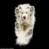 Photographer Takes Pictures Of Dogs From Underneath And They Are Too Cute