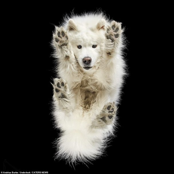 Photographer Takes Pictures Of Dogs From Underneath And They Are Too Cute