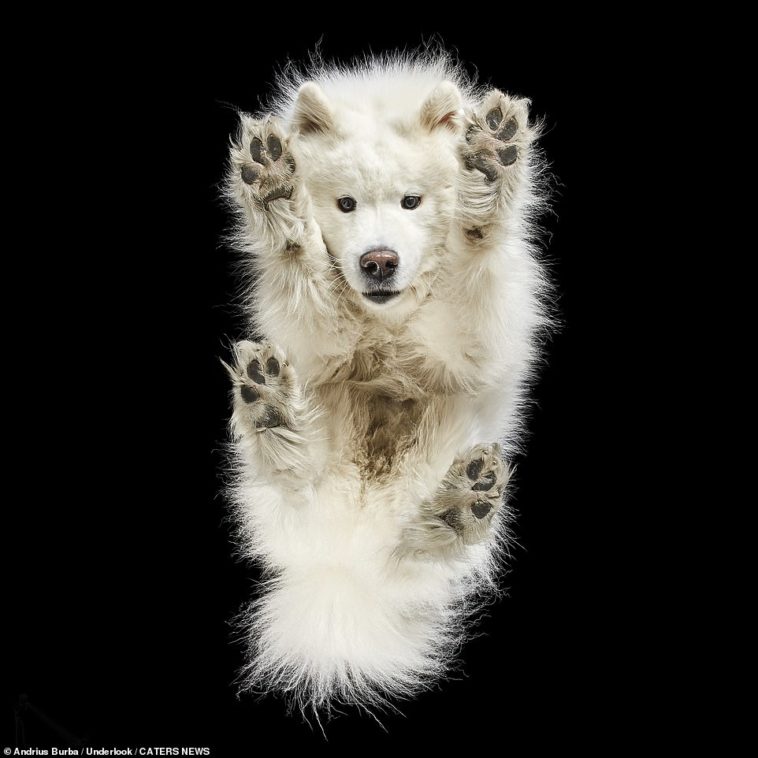 Photographer Takes Pictures Of Dogs From Underneath And They Are Too Cute