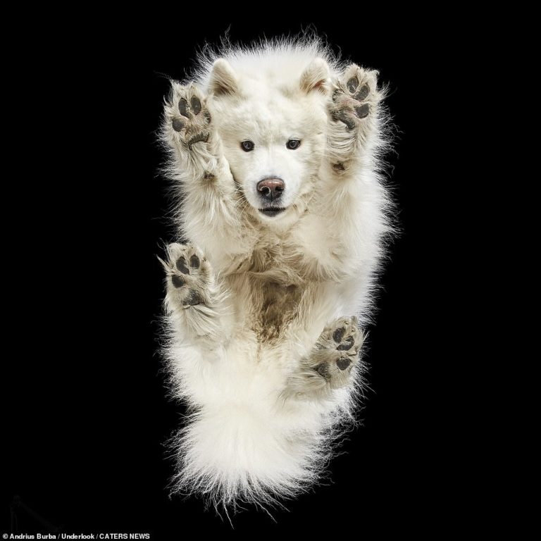 Photographer Takes Pictures Of Dogs From Underneath And They Are Too Cute