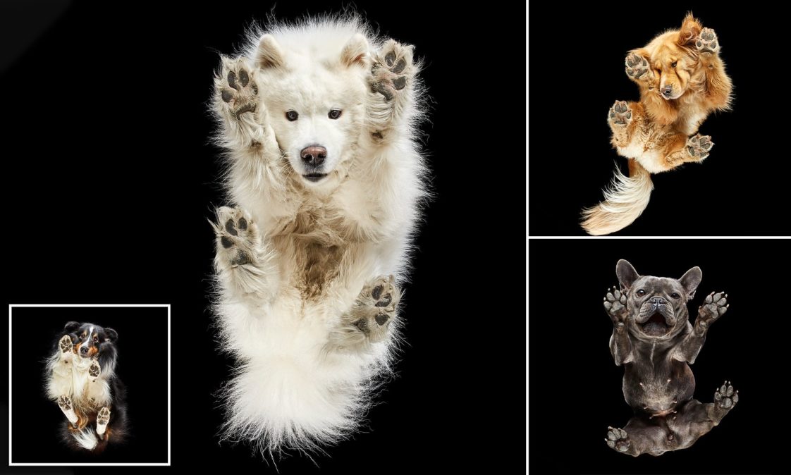 Photographer Takes Pictures Of Dogs From Underneath And They Are Too Cute