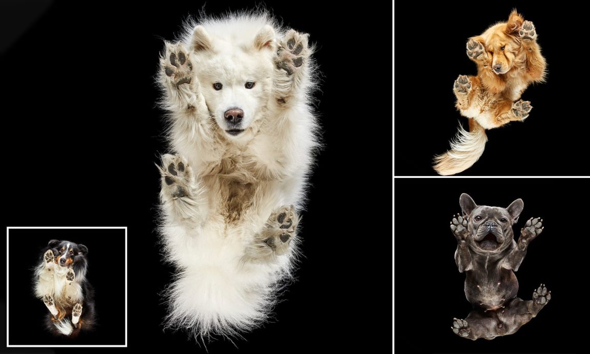 Photographer Takes Pictures Of Dogs From Underneath And They Are Too Cute