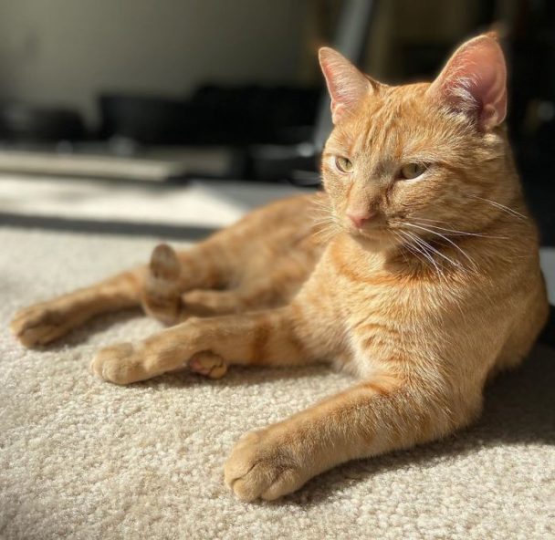 Carrot the Cat Goes Viral For Giving His Owners Anxiety