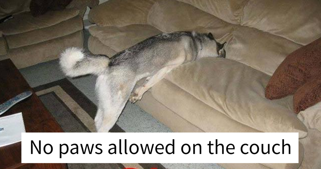 25+ Times Dogs Tried To Defy Human Rules, And The Result Was ...