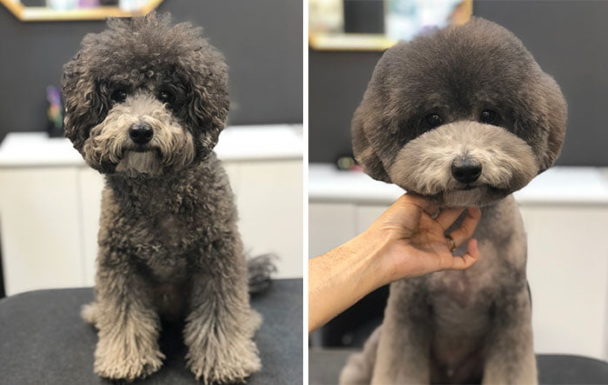 10+ Dogs Who Got Groomed And Transformed Into Something Else