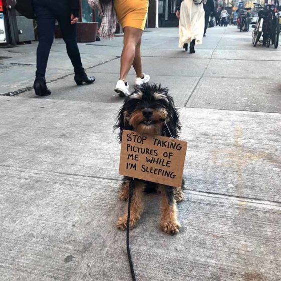 Dog hilariously protests with a sign about everyday problems dogs face
