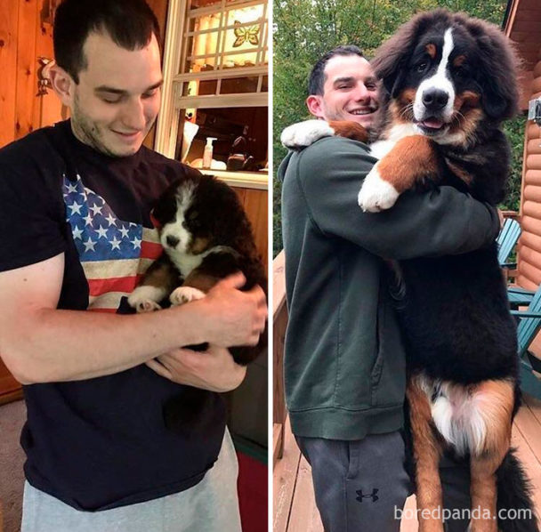 30+ Pics Of Dogs Growing Up Next To Their Owners