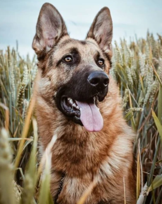These Photos Show How Majestic German Shepherds Really Are