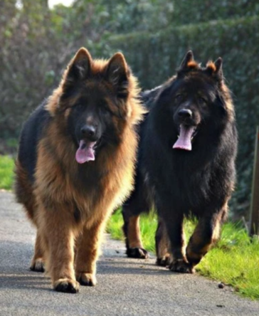 These Photos Show How Majestic German Shepherds Really Are
