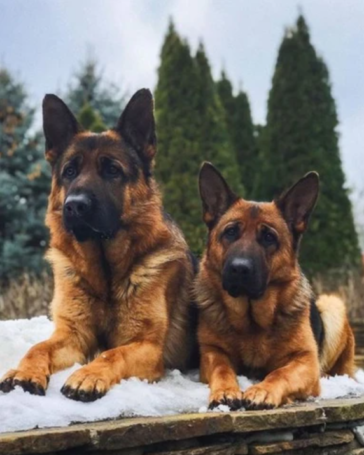 These Photos Show How Majestic German Shepherds Really Are