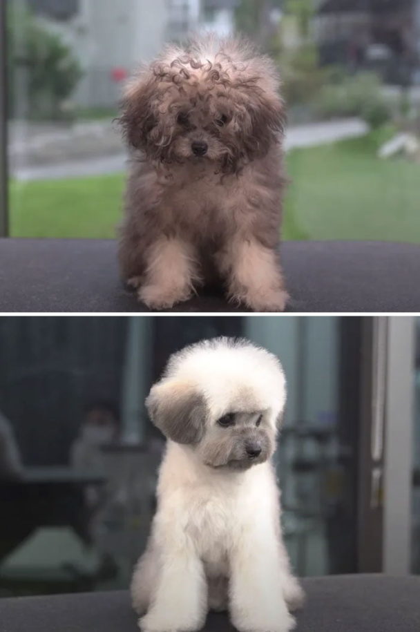 10+ Dogs Who Got Groomed And Transformed Into Something Else