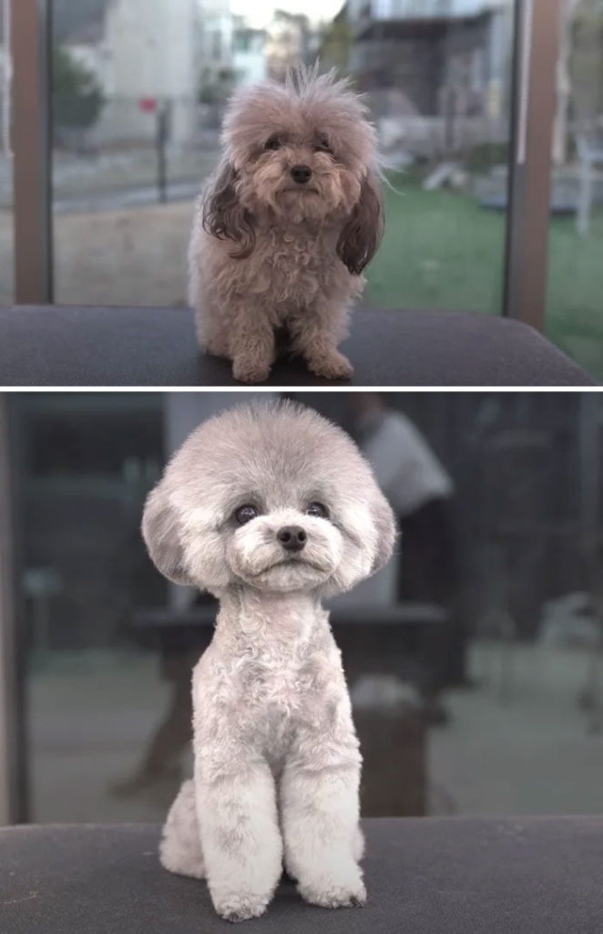 10+ Dogs Who Got Groomed And Transformed Into Something Else