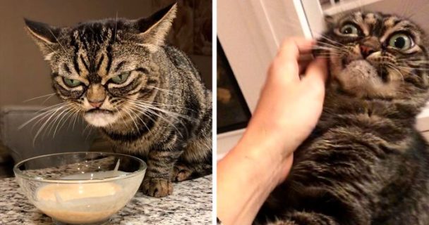 Say Hello To Kitzia, Internet's New Grumpy Cat