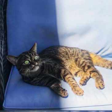 Say Hello To Kitzia, Internet's New Grumpy Cat