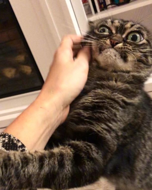 Say Hello To Kitzia, Internet's New Grumpy Cat