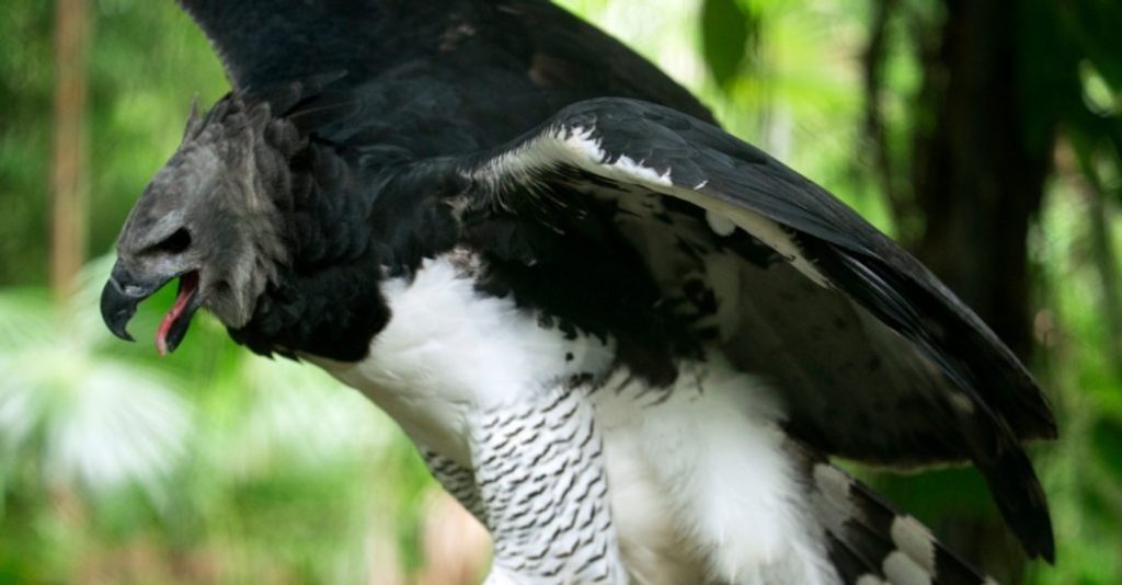 Harpy Eagles Are So Big They Look Like A Person In Costume