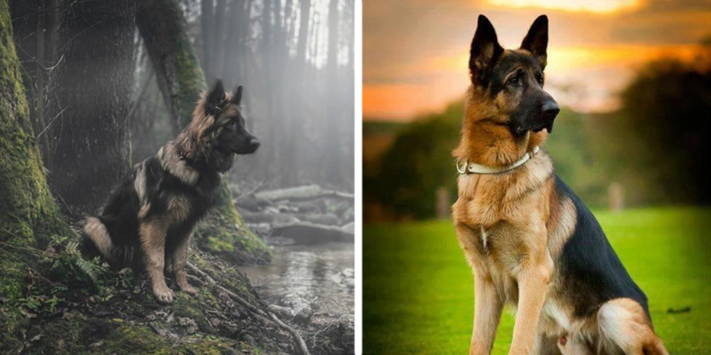 These Photos Show How Majestic German Shepherds Really Are