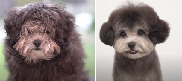 10+ Dogs Who Got Groomed And Transformed Into Something Else