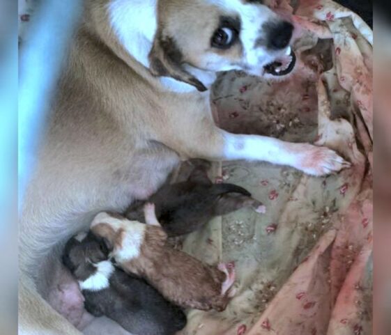 30 Dogs Mom That Are Tired Of Their Puppies & It Shows On Their Face.