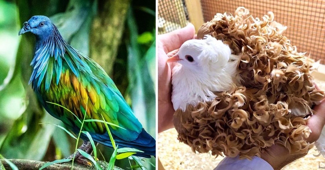20+ Pigeons Who Are So Beautiful It's Hard To Believe They're Real