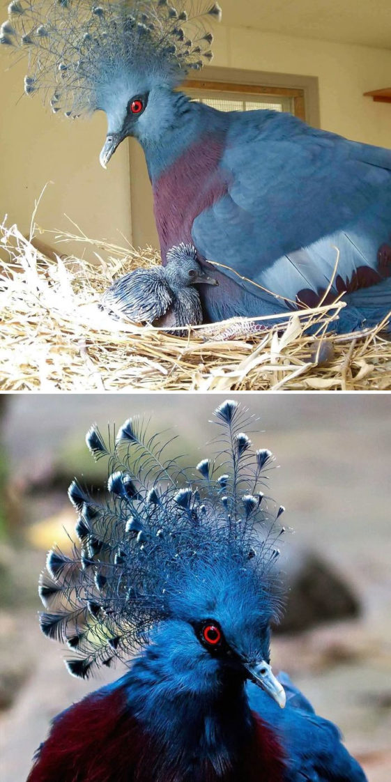 20+ Pigeons Who Are So Beautiful It's Hard To Believe They're Real