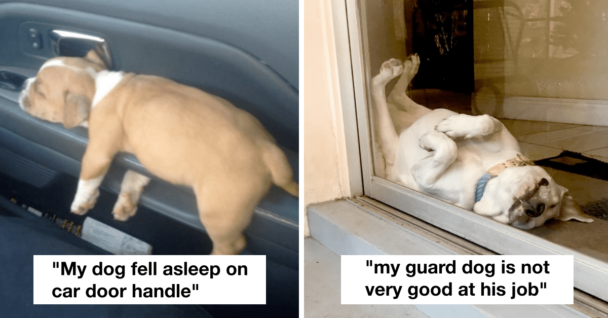 25 Dogs Being Caught In The Most Unpredictably Hilarious Moments