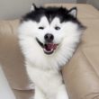 Look At This Cute Smile Of Maru The Siberian Husky Everyone Is Obsessed ...