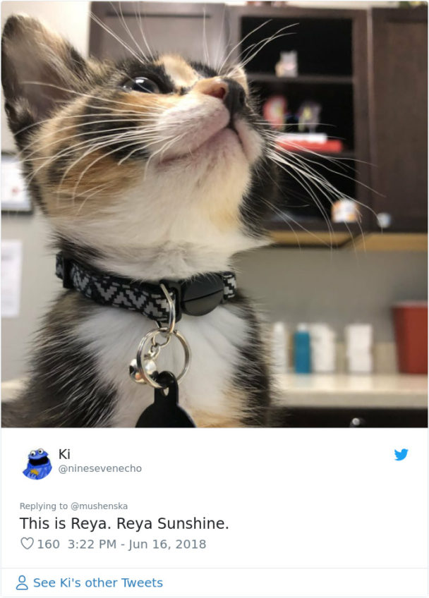 People Share The Funniest Pet Names Ever And They're Beyond Creative ...