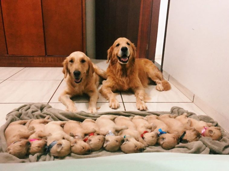 Proud Dog Parents With Their Cute Newborn Puppies (26 Pictures)