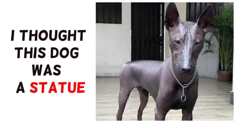 Astonishing Dogs That Seem to Have Come From Another Planet (20 pics)