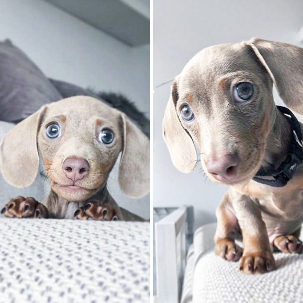 20 Pictures That Will Make You Want To Get A Dog Right Now