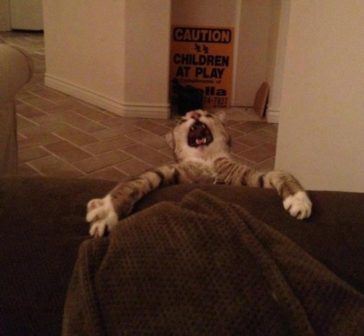 18 Pictures Of Dogs And Cats That Will Make You Cry With Laughter