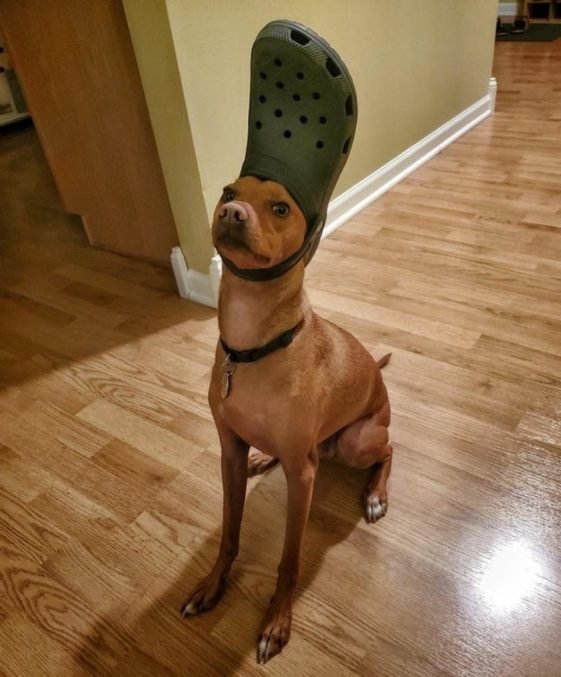 20 Dog Pictures Whose Craziness Will Lift You Up
