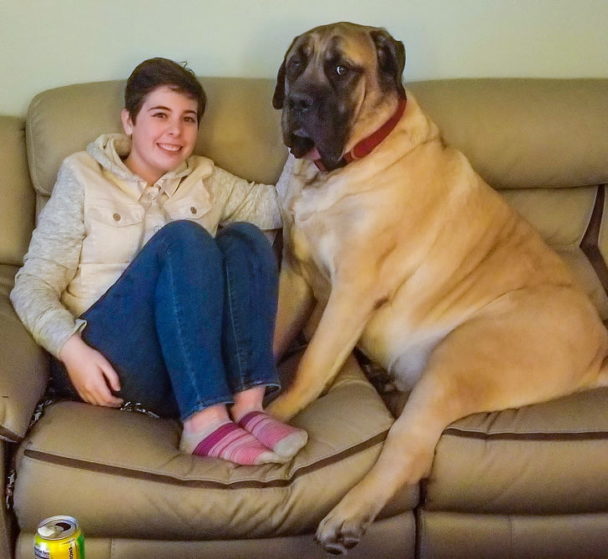 24 Pictures Of Big Dogs Who Still Think They Are Lap Dogs