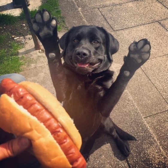 Dog Photos Which Are Guaranteed To Cure Your Sadness (20 Pics)