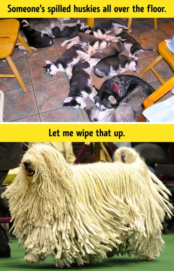 16 Animals Who Are Confused About What Species They Really Are