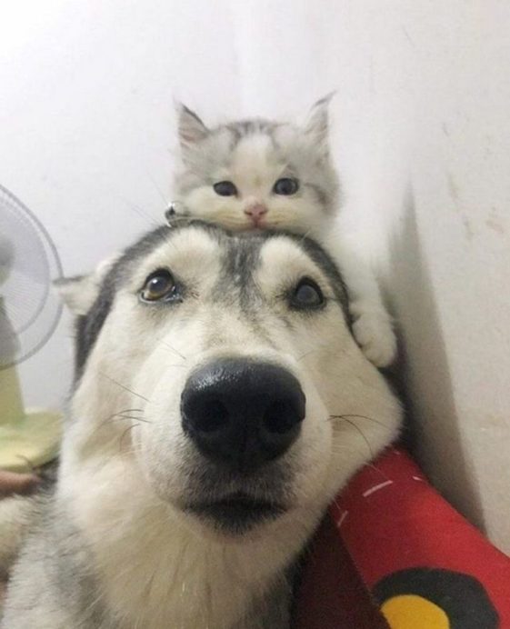 18 Pictures Of Dogs And Cats That Will Make You Cry With Laughter