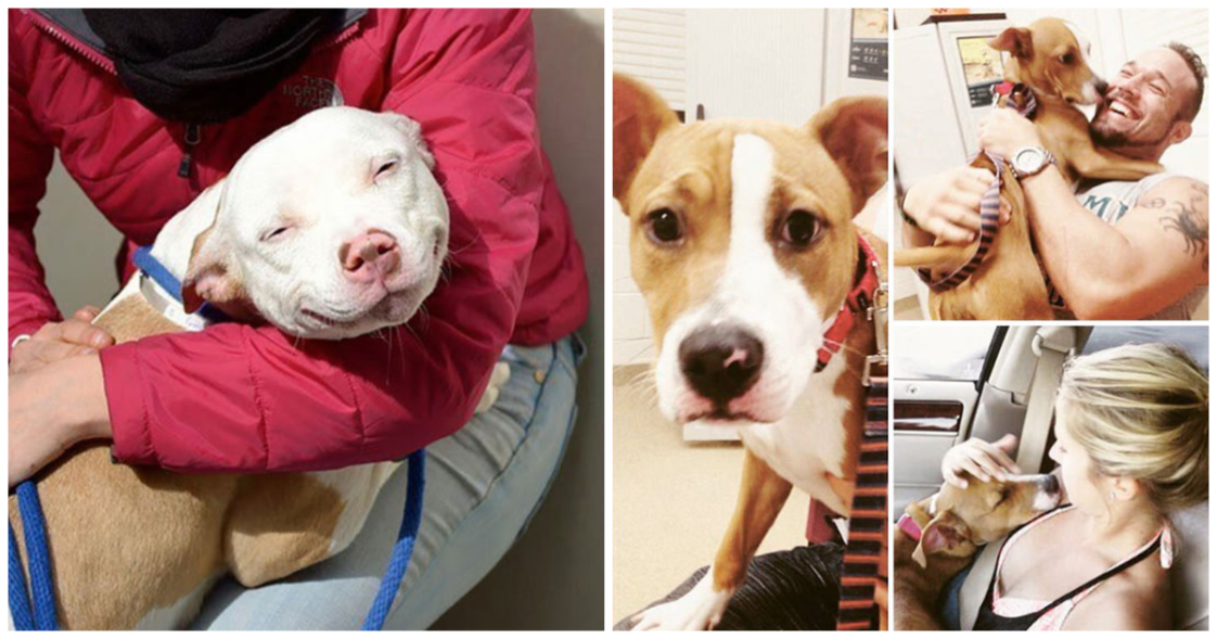 Dogs On Their First Day Of Adoption (20 Pics)