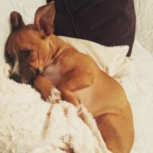 20 Pics Which Prove That Corgis Mixed With Other Dog Breeds Is Just ...