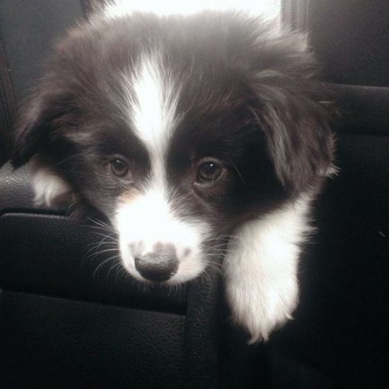 20 Pics Which Prove That Corgis Mixed With Other Dog Breeds Is Just ...