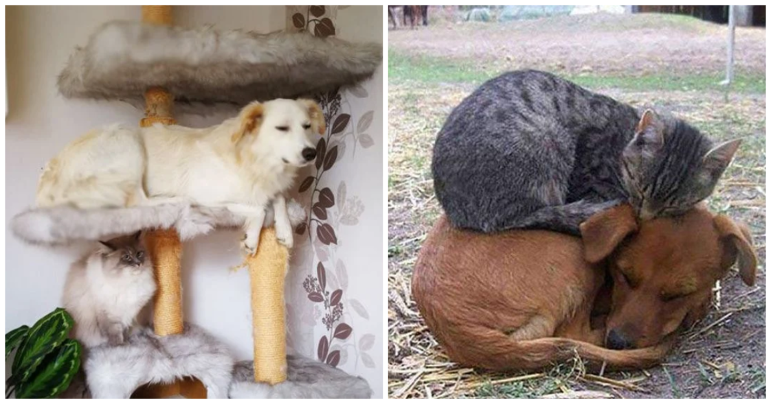 18 Pictures Of Dogs And Cats That Will Make You Cry With Laughter