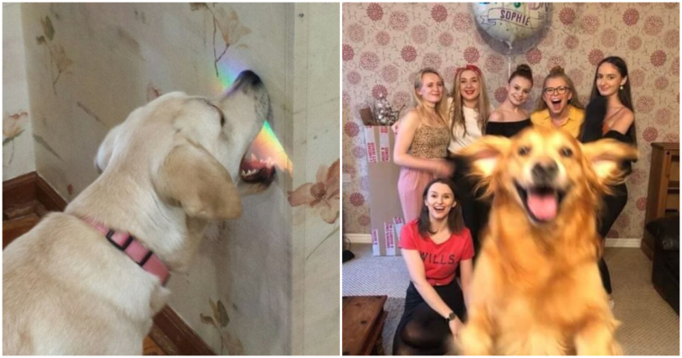 Dog Photos Which Are Guaranteed To Cure Your Sadness (20 Pics)
