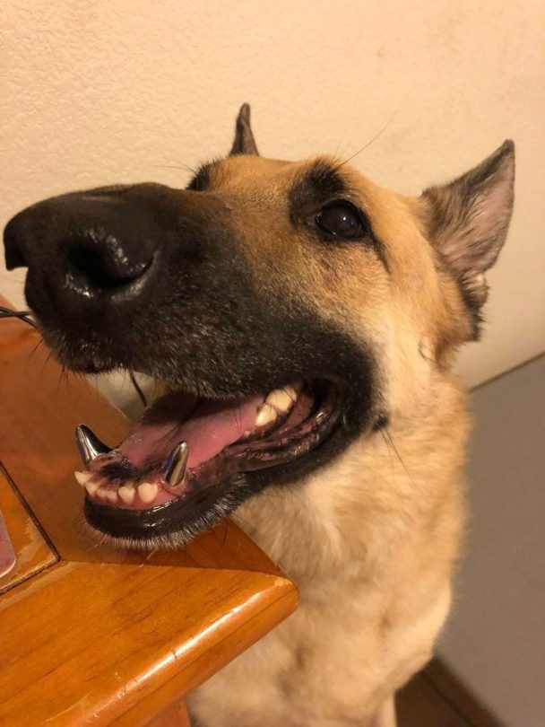 Adorably Cute Dogs Showing Their Teeth (24 Pics)